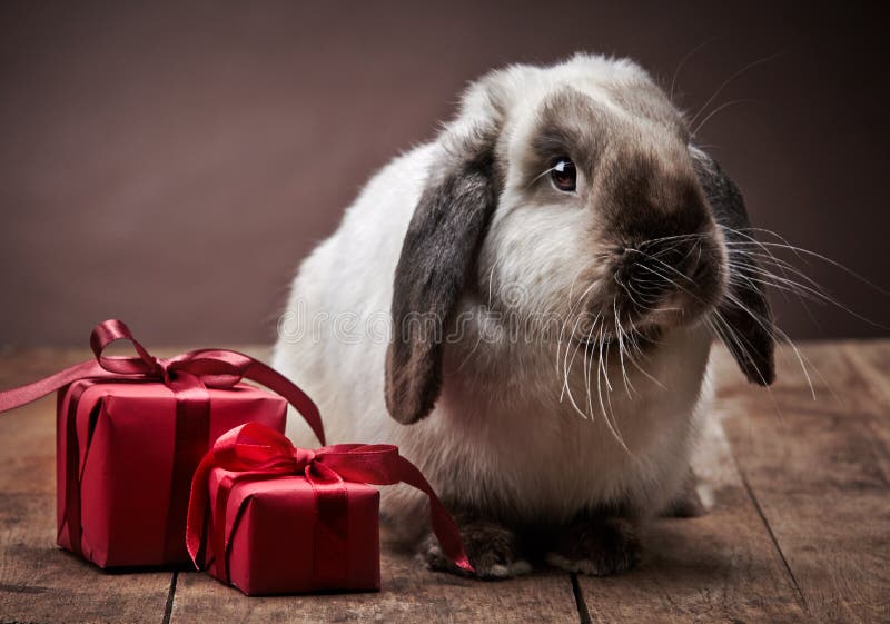 Rabbit and gift boxes stock image. Image of love, looking - 36840595