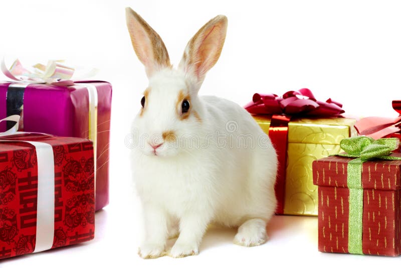 Lop-eared Rabbit in a Gift Box with Red Bow Stock Photo - Image of ...