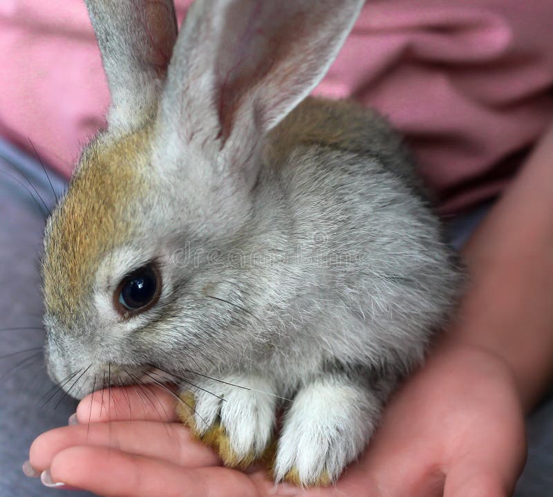 Rabbit on girl`s lap stock image. Image of easter, farming - 132129601