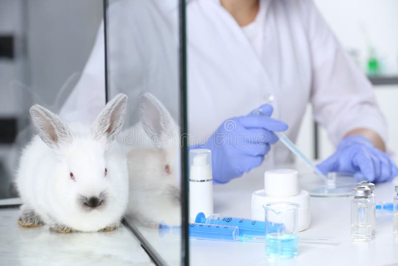 Rabbit and Laboratory Glassware on Table. Animal Testing Stock Image ...