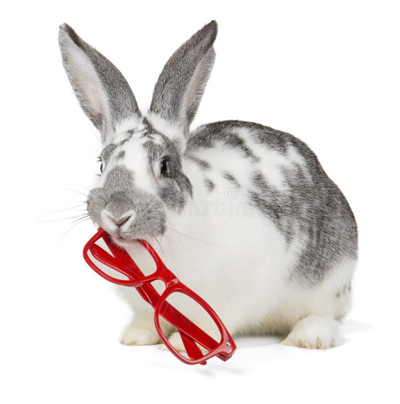 160 White Rabbit Wearing Glasses Stock Photos - Free & Royalty-Free ...