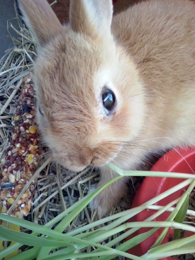 Rabbit stock photo. Image of corn, sprouts, rabbit, golden - 55376768