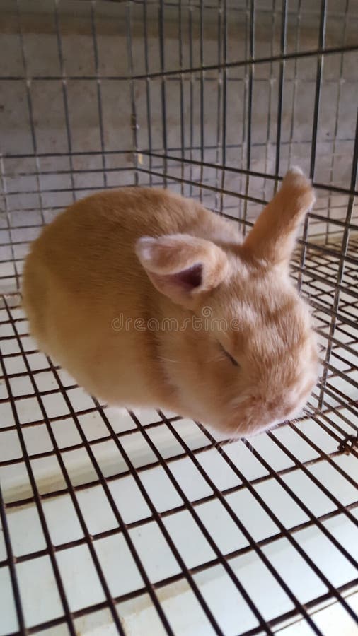 New Zealand Red rabbit stock image. Image of animal, nose - 73188419