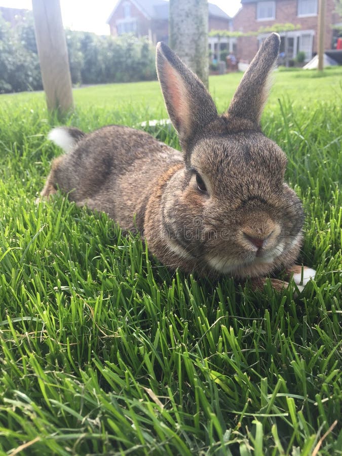 Rabbit stock image. Image of animal, rabbit, grass, green - 121413005
