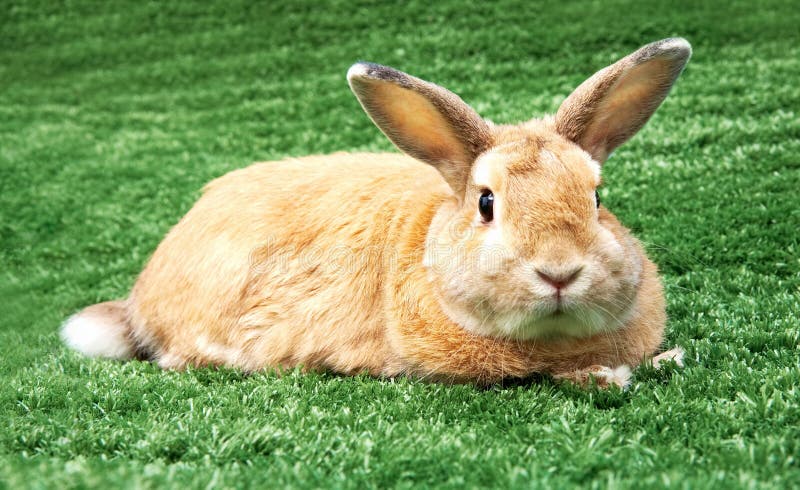 Rabbit in grass stock image. Image of color, furry, natural - 16158925