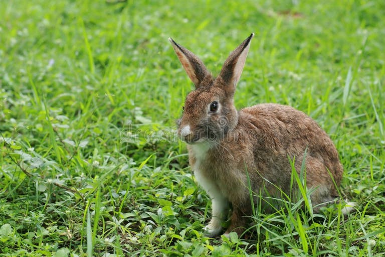 19,347 Cute Brown Rabbit Grass Stock Photos - Free & Royalty-Free Stock ...