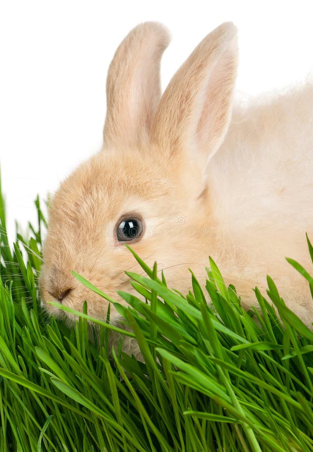 Easter Baby Rabbit on Green Grass Stock Photo - Image of beautiful ...