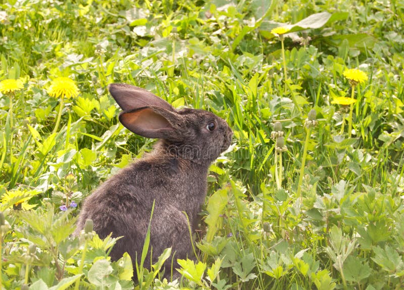 Rabbit in grass stock image. Image of field, beauty, furry - 24864057