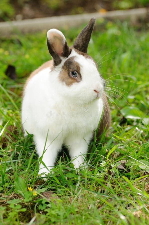 White rabbit on the grass stock image. Image of animal - 1747593