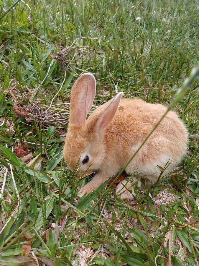 Rabbit in the grass stock image. Image of deer, carnivore - 269205933
