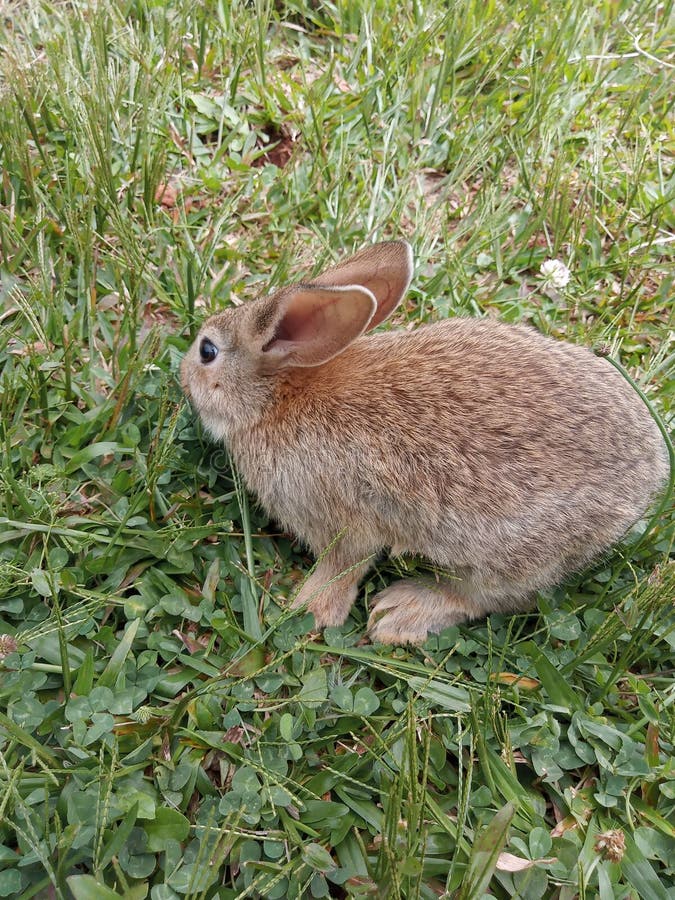 Rabbit in the grass stock photo. Image of prairie, animal - 269205942