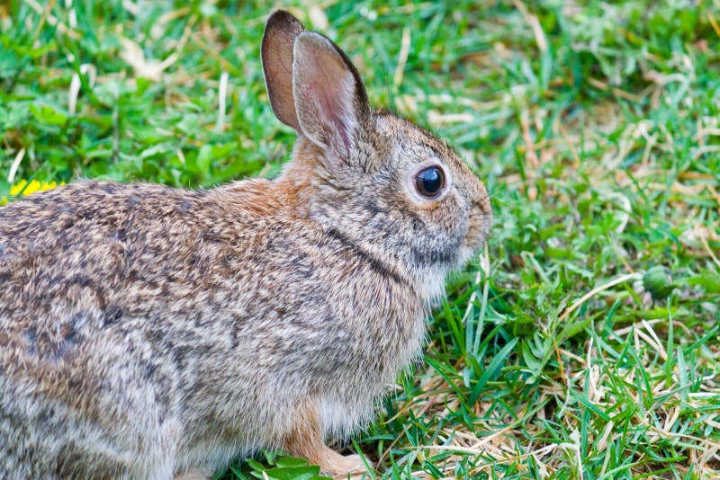 Rabbit in grass stock photo. Image of herbivorous, domestic - 29115516