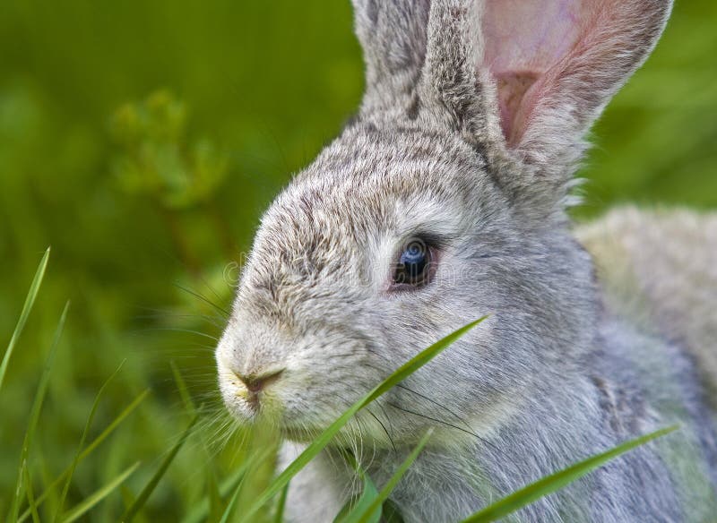 Rabbit in grass stock image. Image of bunny, rodent, brown - 5052309
