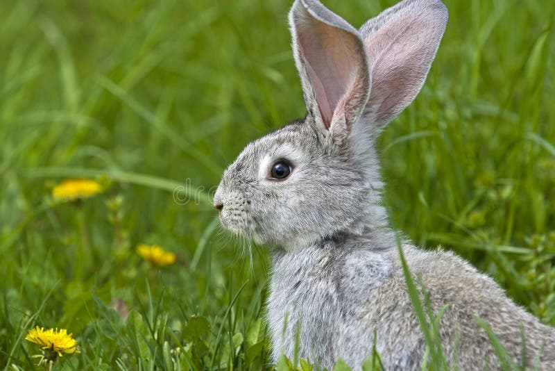 Rabbit In Grass Picture. Image: 5052261