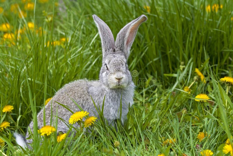 Rabbit in grass stock image. Image of bunny, mammal, easter - 5062339