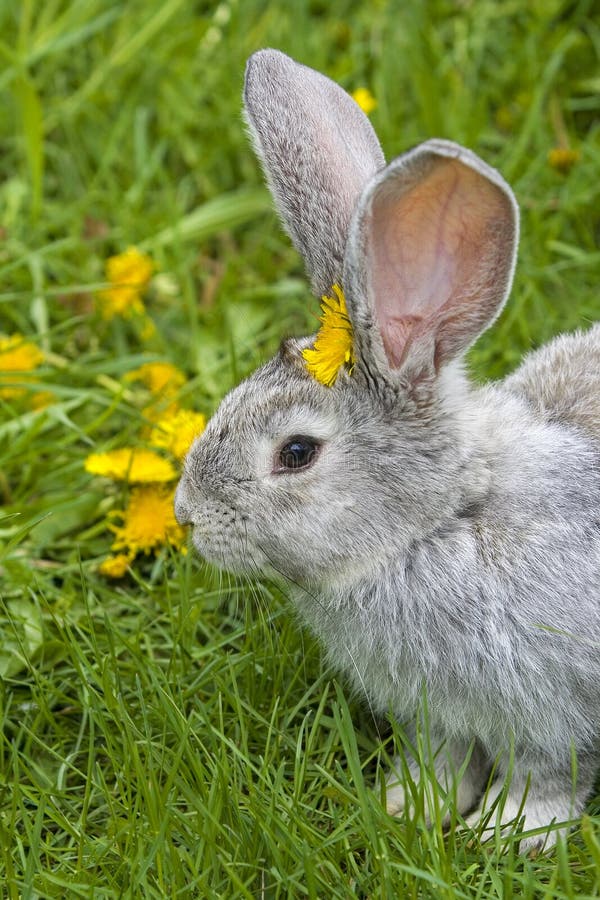 Rabbit in grass stock image. Image of playful, brown, soft - 5062245