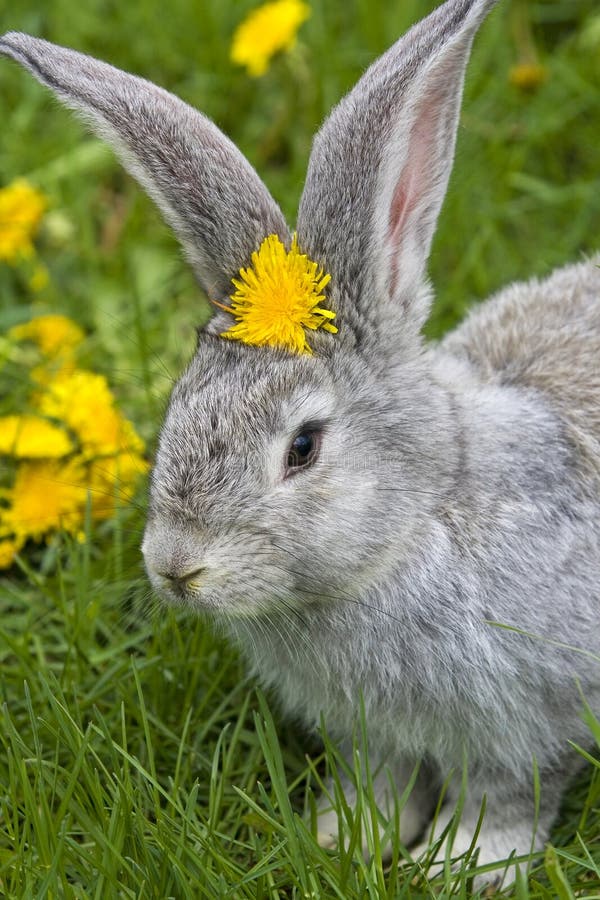 Rabbit in grass stock image. Image of playful, brown, soft - 5062245