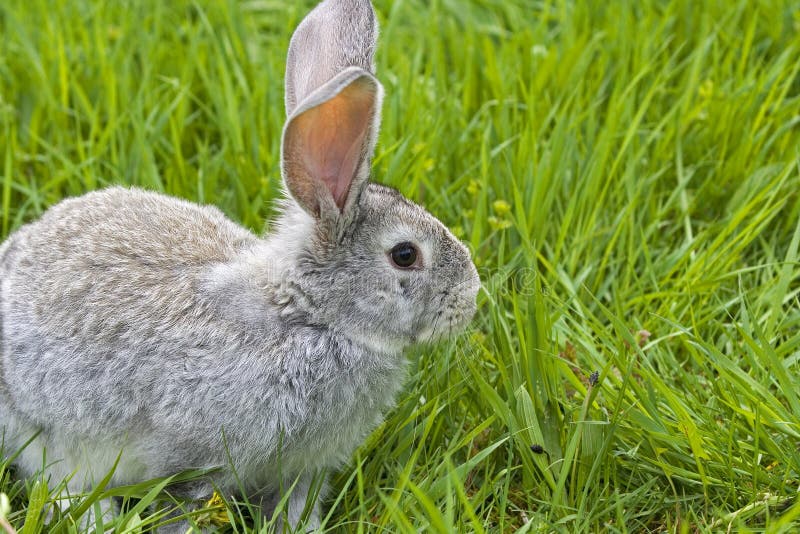 Reproduction of rabbit stock image. Image of stockbreeding - 24210069