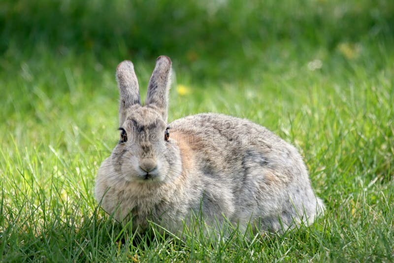 Rabbit On Grass Picture. Image: 775364