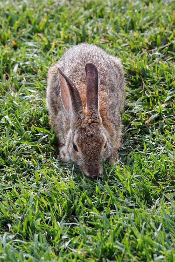 A rabbit on grass stock photo. Image of beautiful, daytime - 47975312