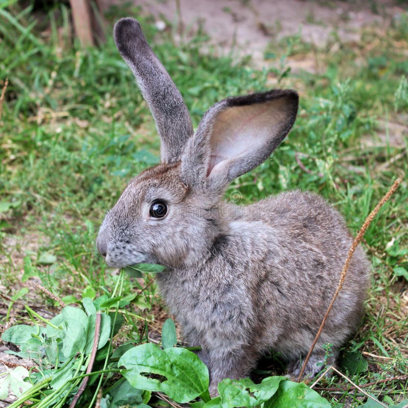 Rabbit on the grass stock photo. Image of grass, fauna - 143936390
