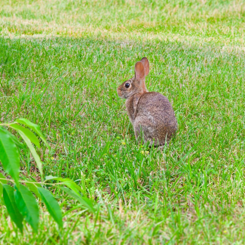 Rabbit in the grass stock photo. Image of nature, gray - 32647642