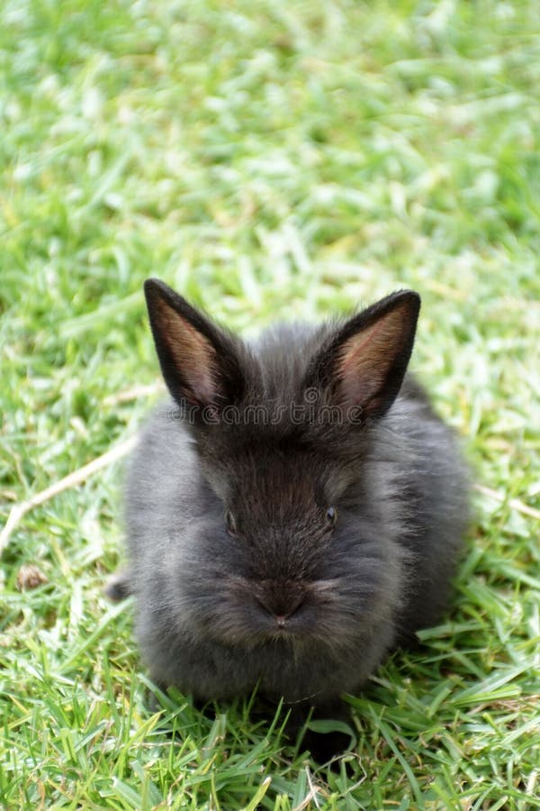 Rabbit in the grass stock photo. Image of rabbit, young - 139237044
