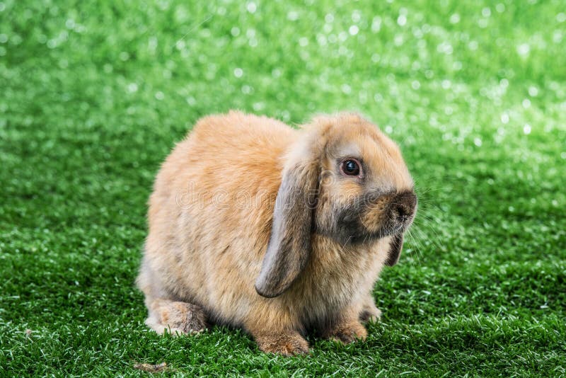 Rabbit on the grass stock photo. Image of grass, field - 47868548