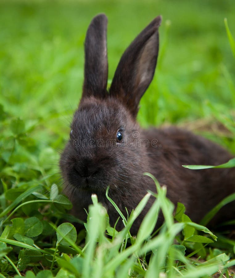 Rabbit on the grass stock photo. Image of grass, farming - 33104044