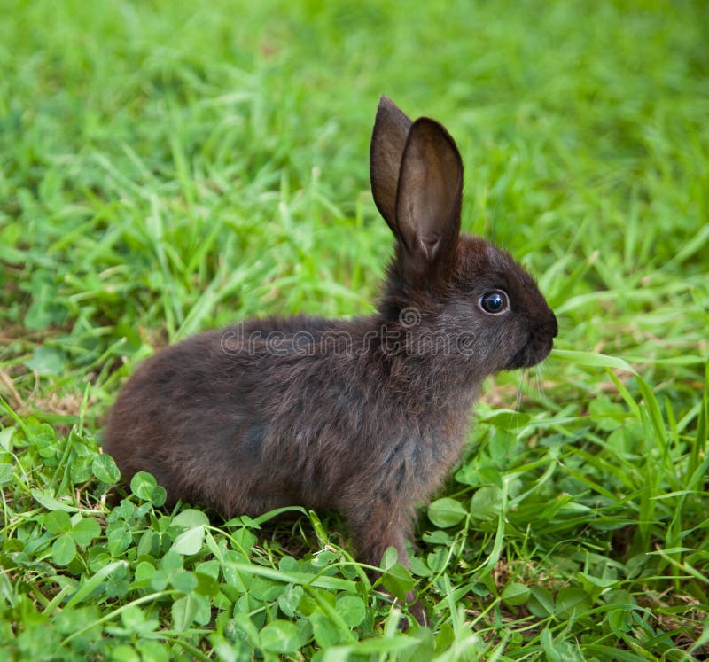 Rabbit on the grass stock image. Image of mammal, farming - 33104057