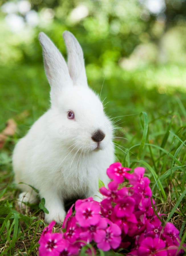 Rabbit on the grass stock photo. Image of grass, gift - 33104120
