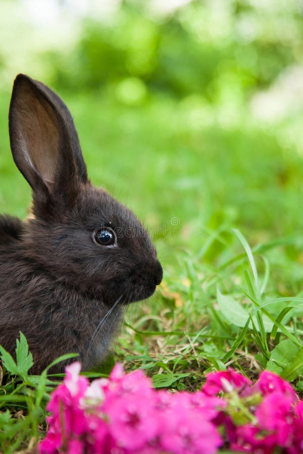 Rabbit on the grass stock photo. Image of furry, farming - 33104136