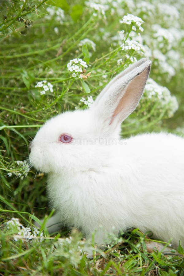 Rabbit on the grass stock image. Image of hare, animals - 33104313