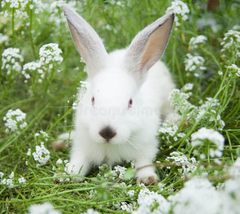 Rabbit on the grass stock image. Image of curious, breed - 33104381