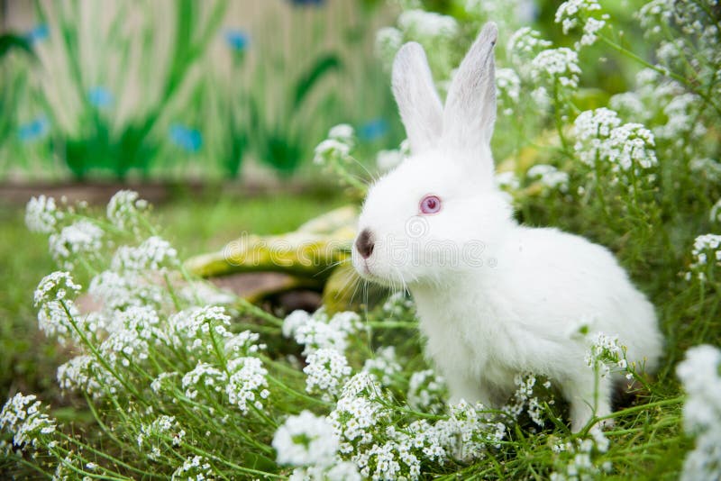Rabbit on the grass stock image. Image of cuddly, cautious - 33104415
