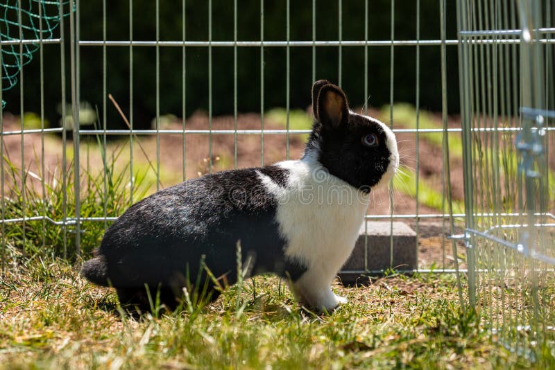 A rabbit in the grass stock photo. Image of white, fluffy - 183877230