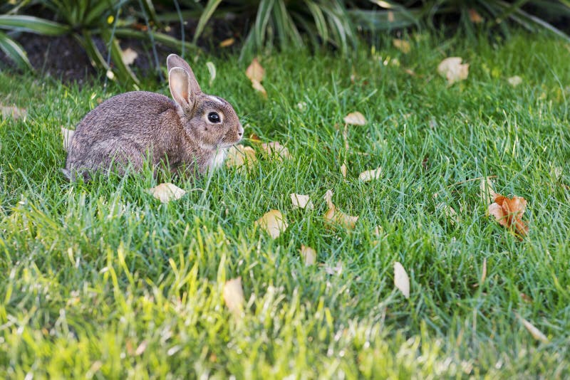Rabbit on the grass stock photo. Image of field, brown - 66721658