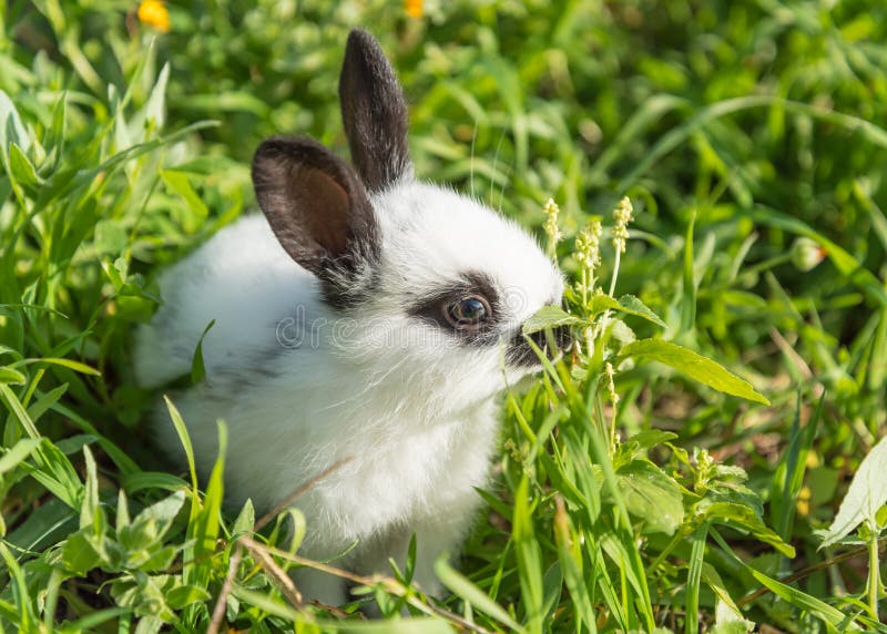 Rabbit in the grass stock image. Image of happy, hare - 67734803