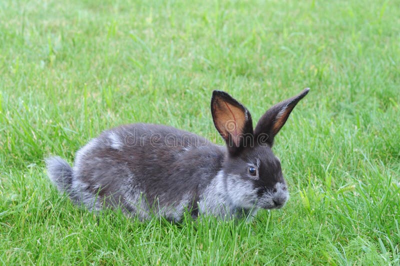 Rabbit in grass stock image. Image of rabbit, green, closeup - 34569443