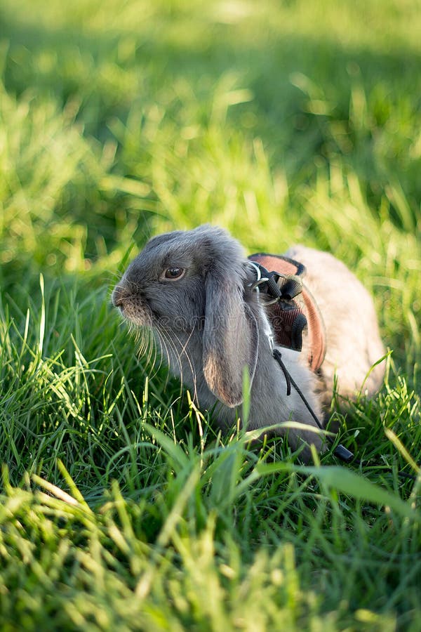 Rabbit in the grass stock photo. Image of outdoor, rabbit - 76959936