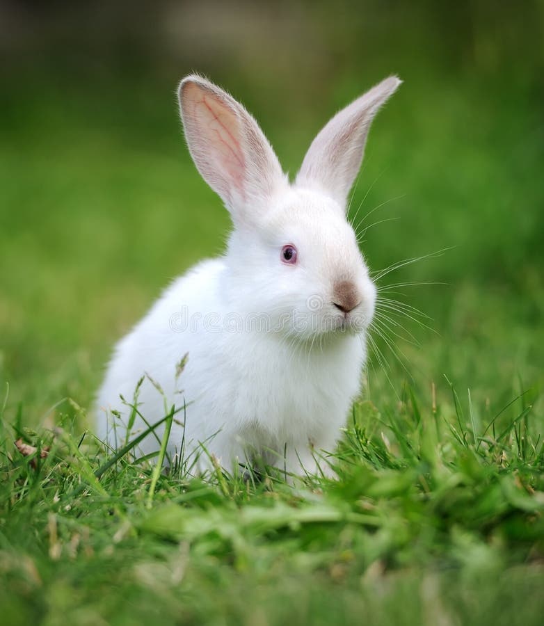 White rabbit on the grass stock image. Image of farm, bunny - 1747633