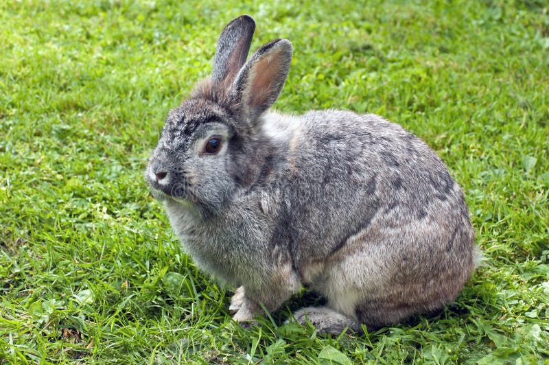 Rabbit stock image. Image of animals, hare, nature, park - 56238837