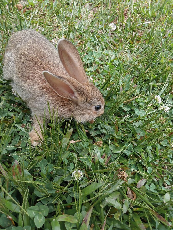 Rabbit in the grass stock image. Image of lawn, nature - 269205939