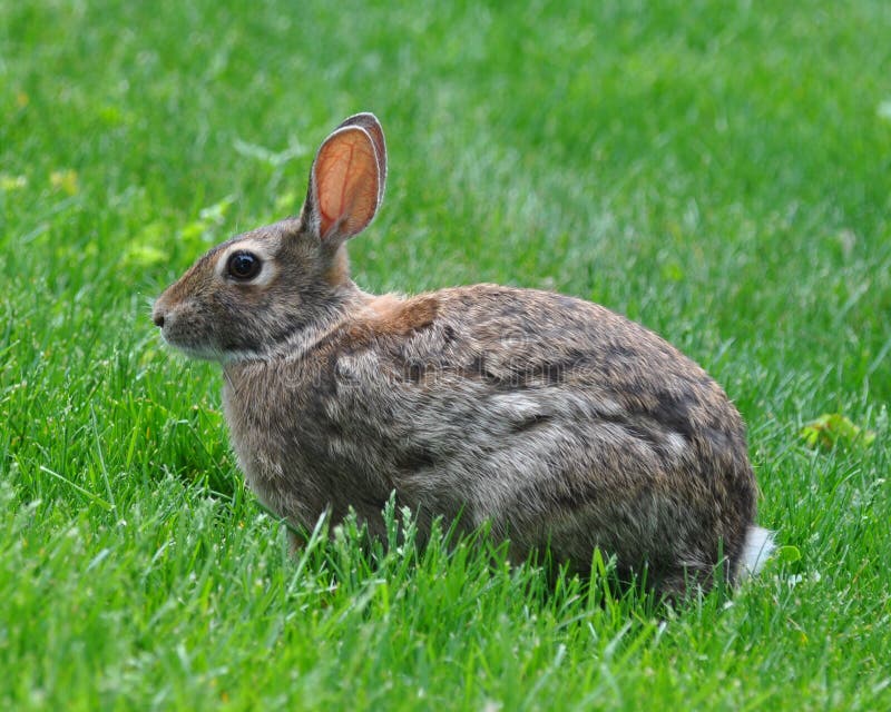 Rabbit in the Grass stock image. Image of rabbits, green - 54231393