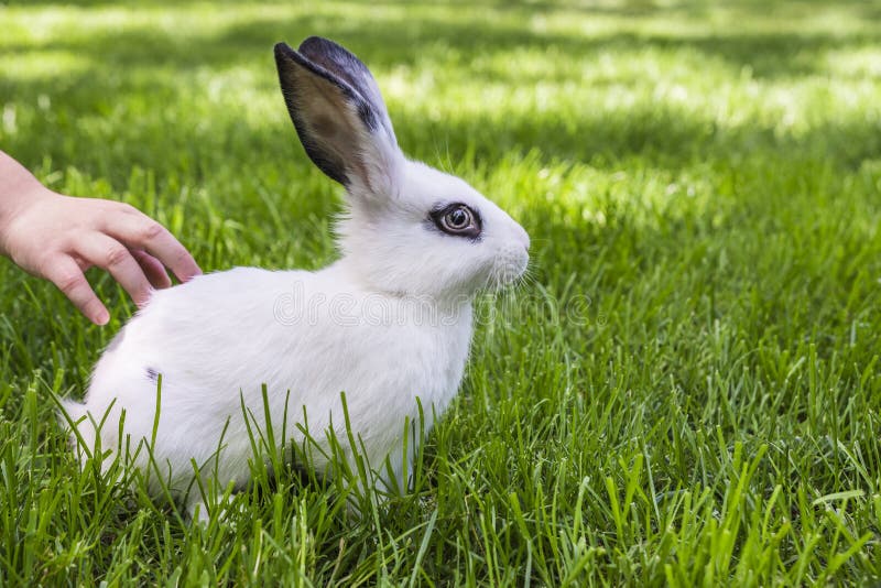 Rabbit stock photo. Image of grass, grey, nature, animal - 58964074