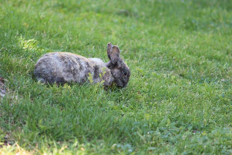 Rabbit on grass stock photo. Image of animal, nature - 68161722