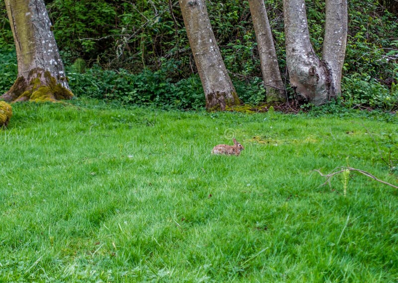 Rabbit in the Grass stock photo. Image of nature, lawn - 116476970