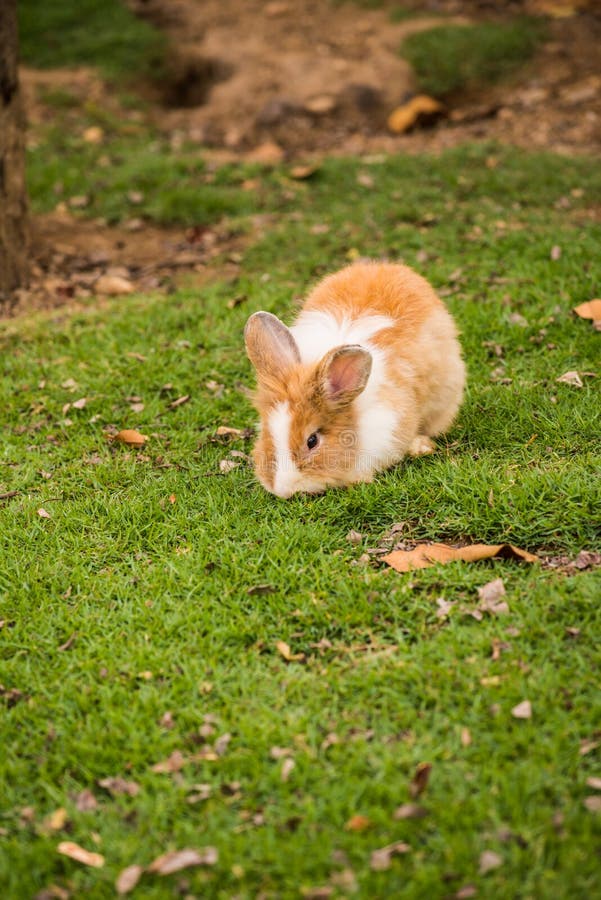 A rabbit on ground stock photo. Image of yard, outdoor - 263711896