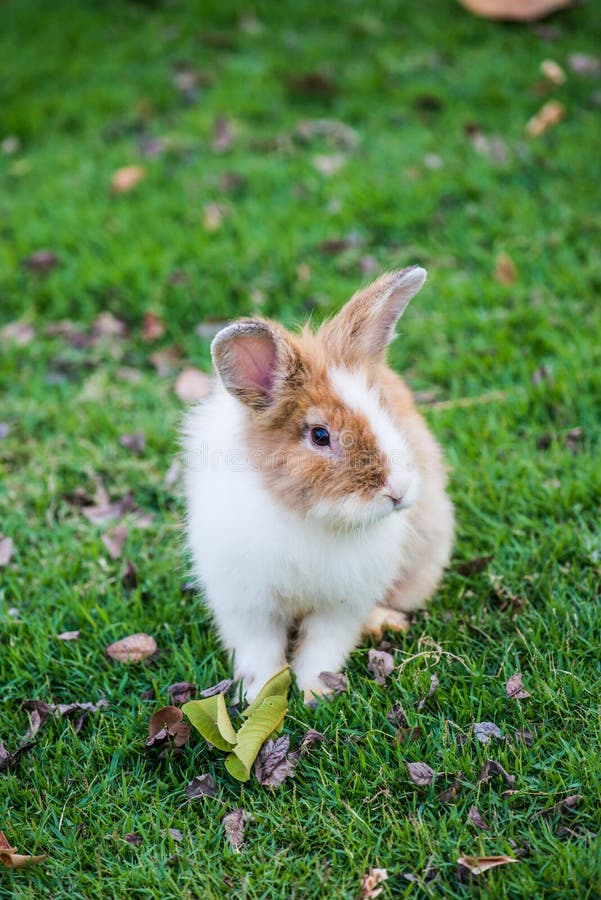 A rabbit on ground stock photo. Image of wildlife, garden - 263711902