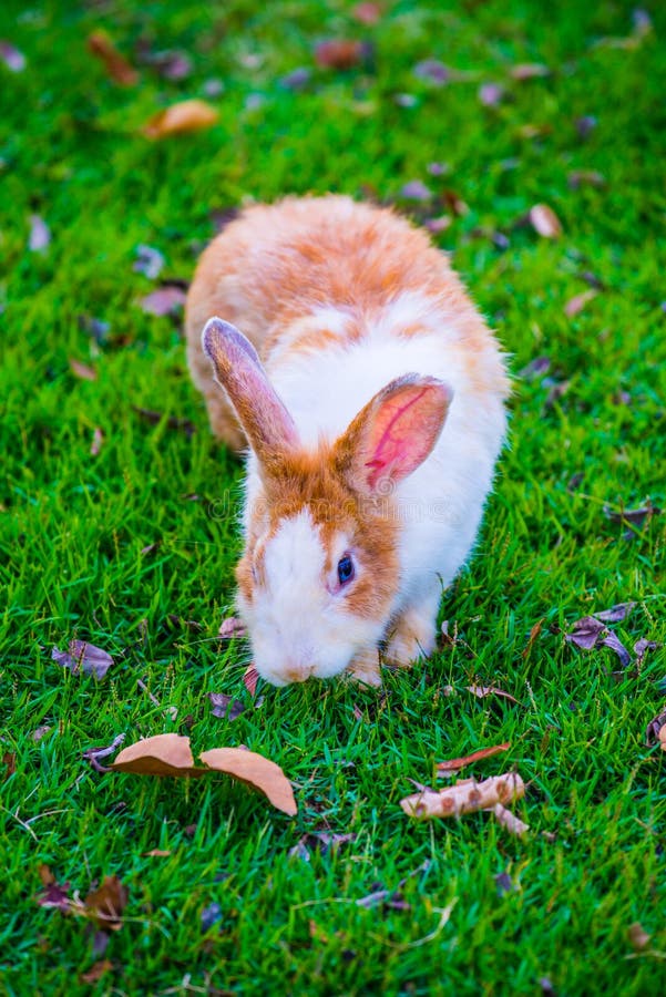 Rabbit on grass yard stock photo. Image of summer, furry - 338956316
